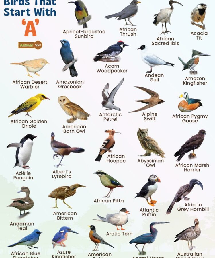 Bird Names - Visitutrecht