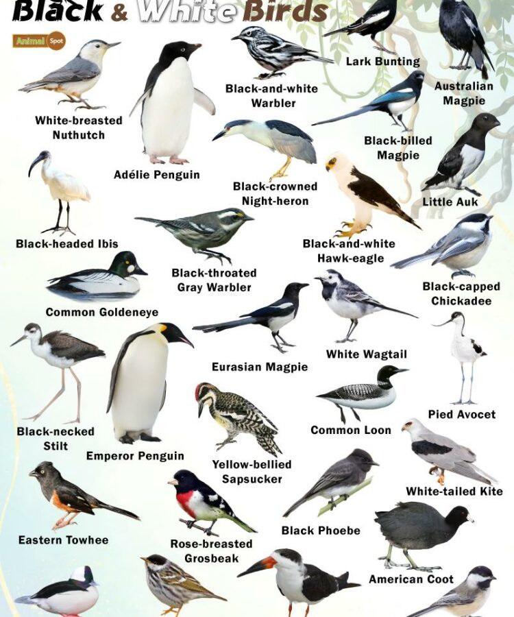 Bird Names - Visitutrecht
