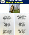 List of Two Syllable Bird Names